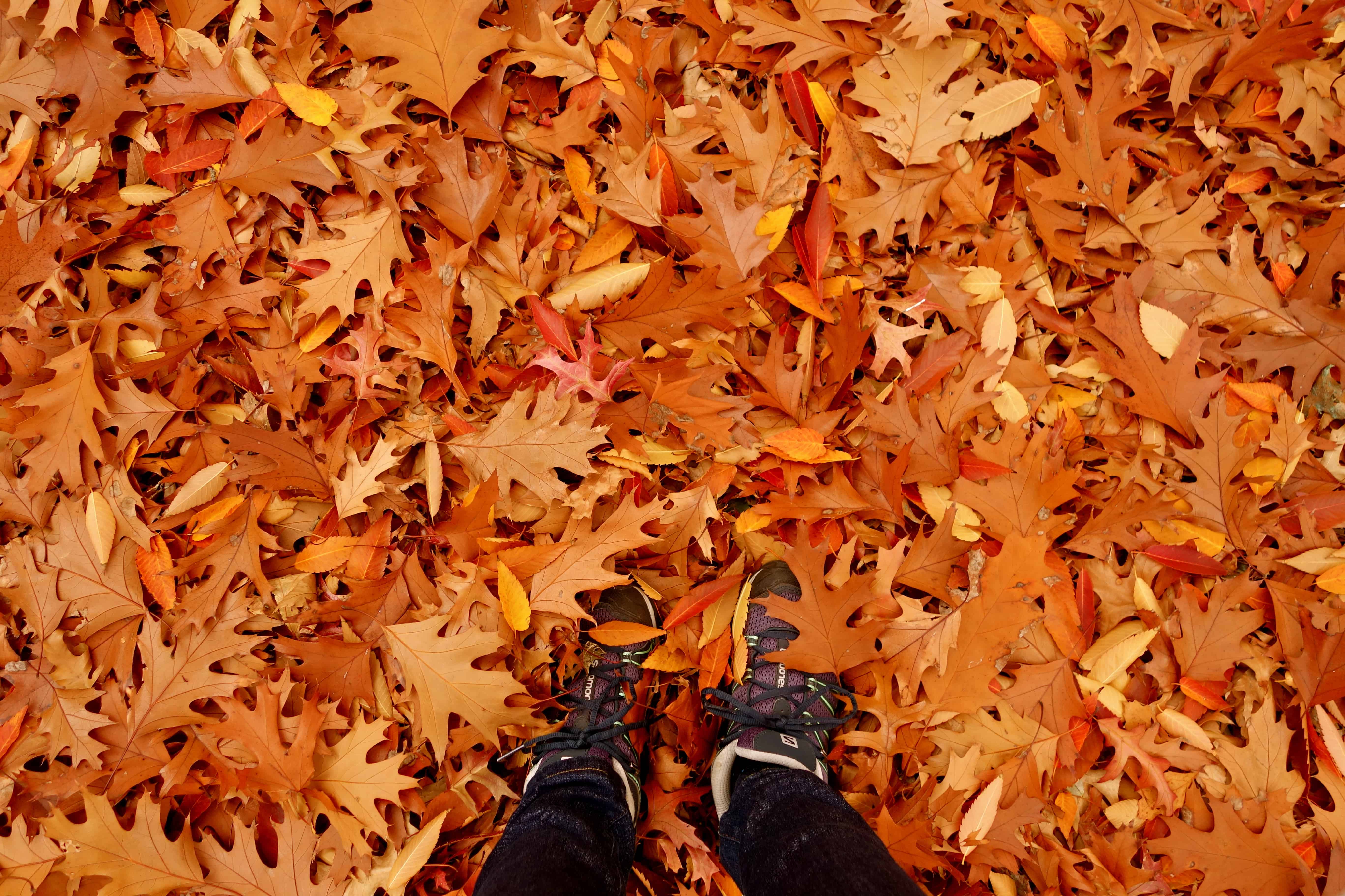 Could Dying Be Beautiful Fall Colors In New York City The Shooting Star Could Dying Be Beautiful Fall Colors In New York City The Shooting Star